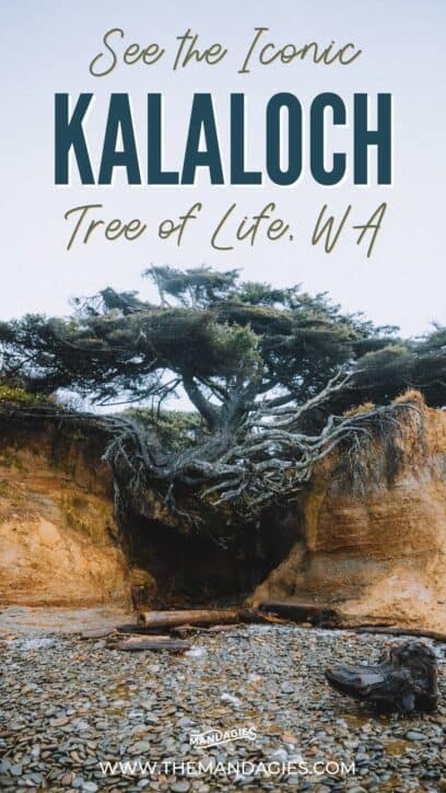 How To Get To The Kalaloch Tree of Life (24 Magical Hours at Kalaloch ...