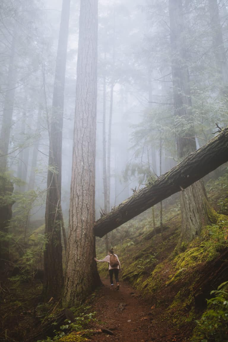 10 Absolutely Iconic Hikes in Olympic National Park - The Mandagies