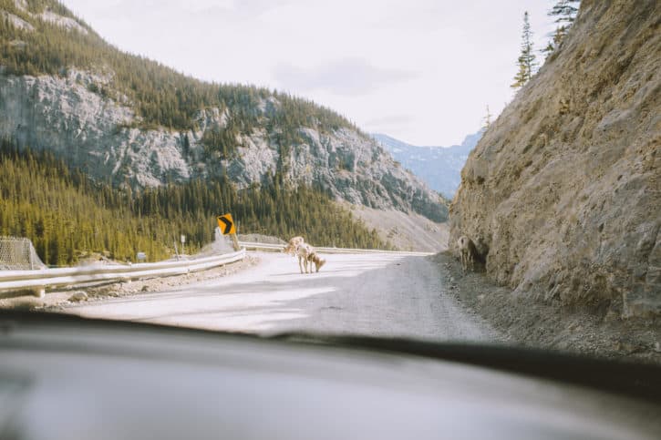The Epic East End Of Rundle Hike (EEOR Trail) in Alberta, Canada - The ...