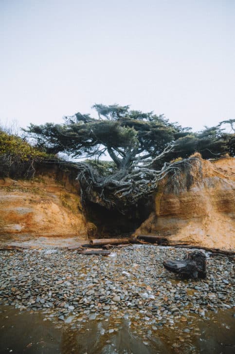 How To Get To The Kalaloch Tree of Life (24 Magical Hours at Kalaloch ...