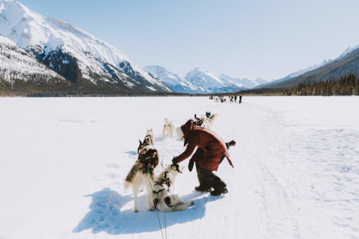 Dog Sledding In Banff - Absolutely Everything You Need To Know (Prices ...