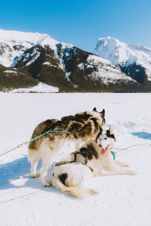 Dog Sledding In Banff - Absolutely Everything You Need To Know (Prices ...
