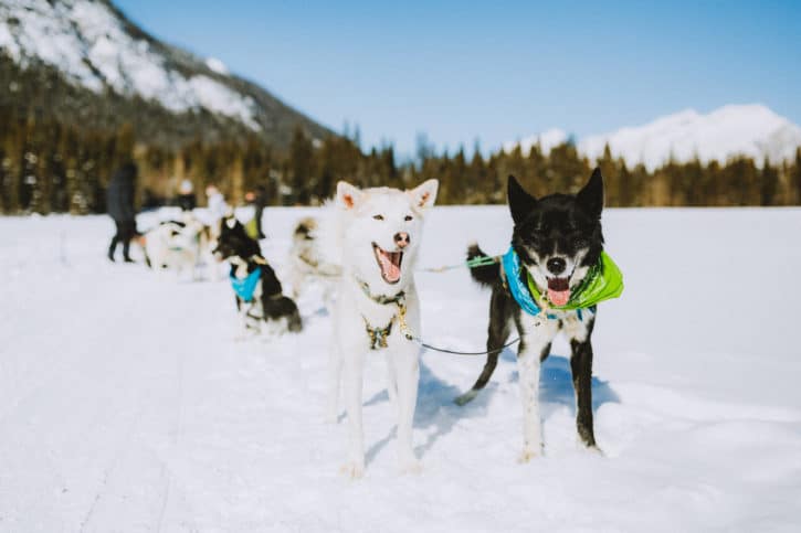 Dog Sledding In Banff - Absolutely Everything You Need To Know (Prices ...