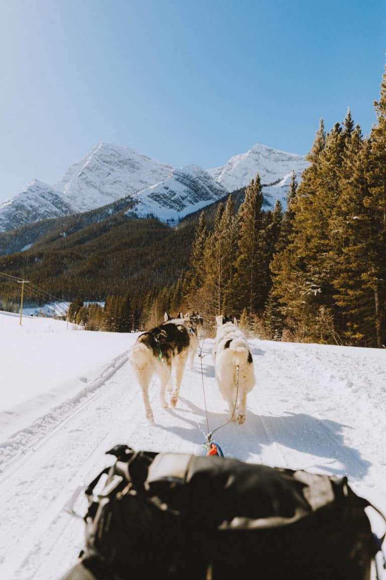 Dog Sledding In Banff - Absolutely Everything You Need To Know (Prices ...