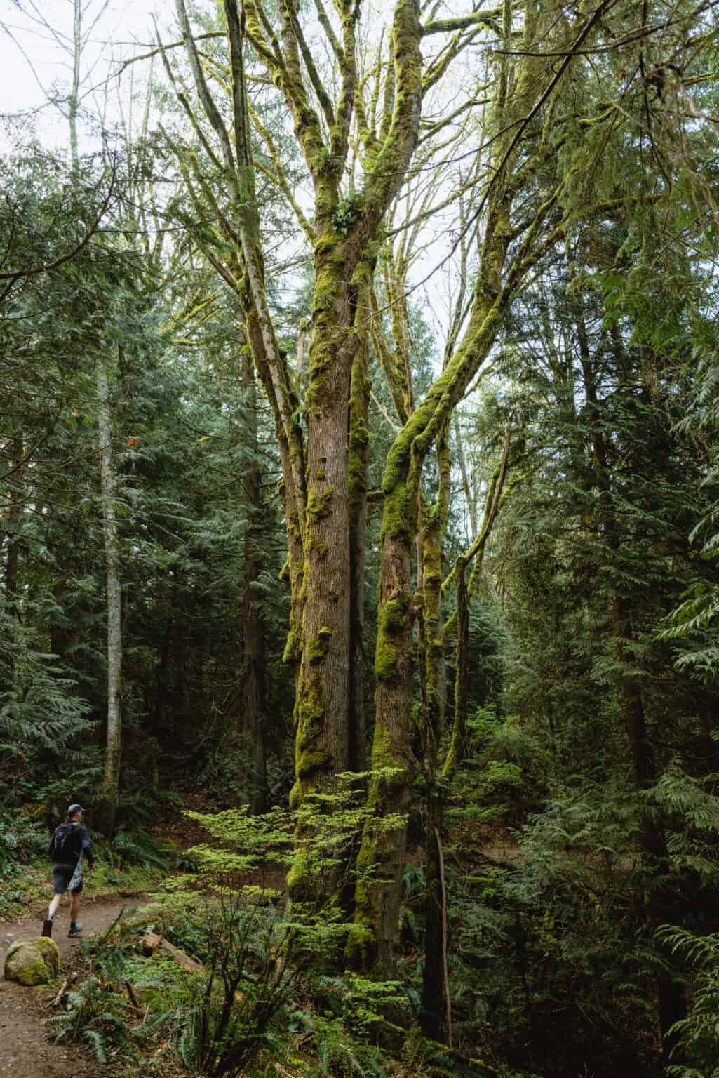 21 Stunning Hikes Near Seattle For A Quick Forest Adventure - The Mandagies