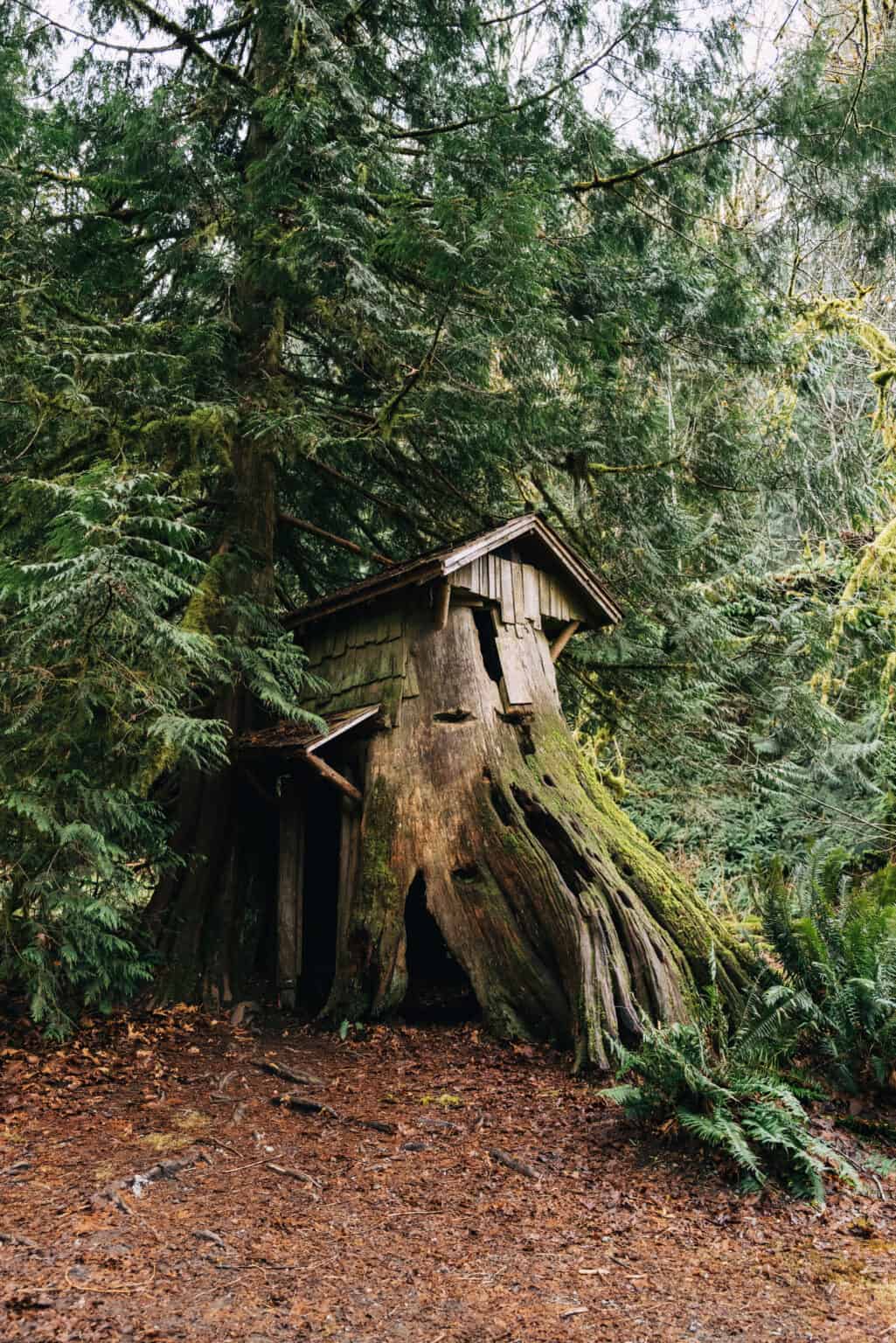 21 Stunning Hikes Near Seattle For A Quick Forest Adventure - The Mandagies