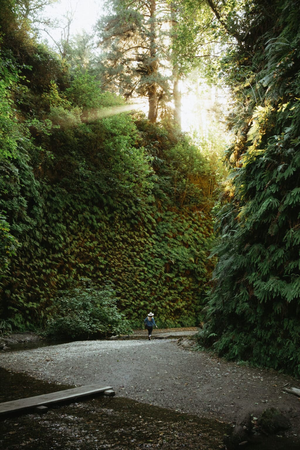 How To Find Fern Canyon Trail (2024 Permits Details) - The Mandagies