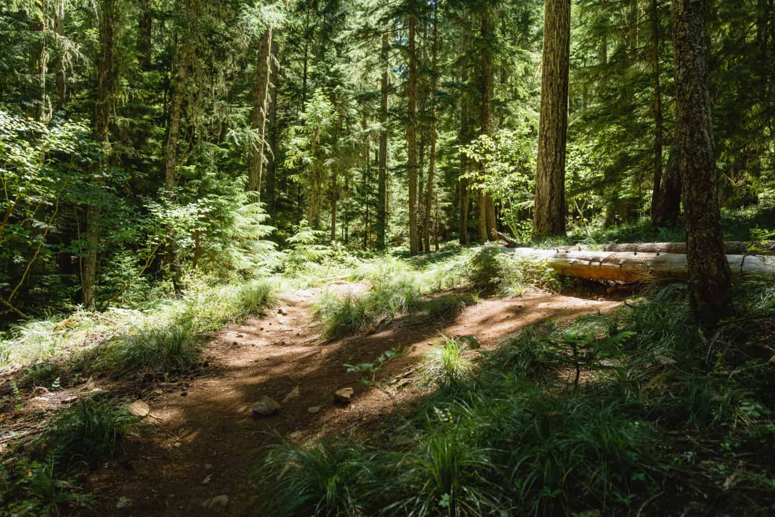 How To Reach The Awe-Inspiring Marion Falls and Gatch Falls in Oregon ...