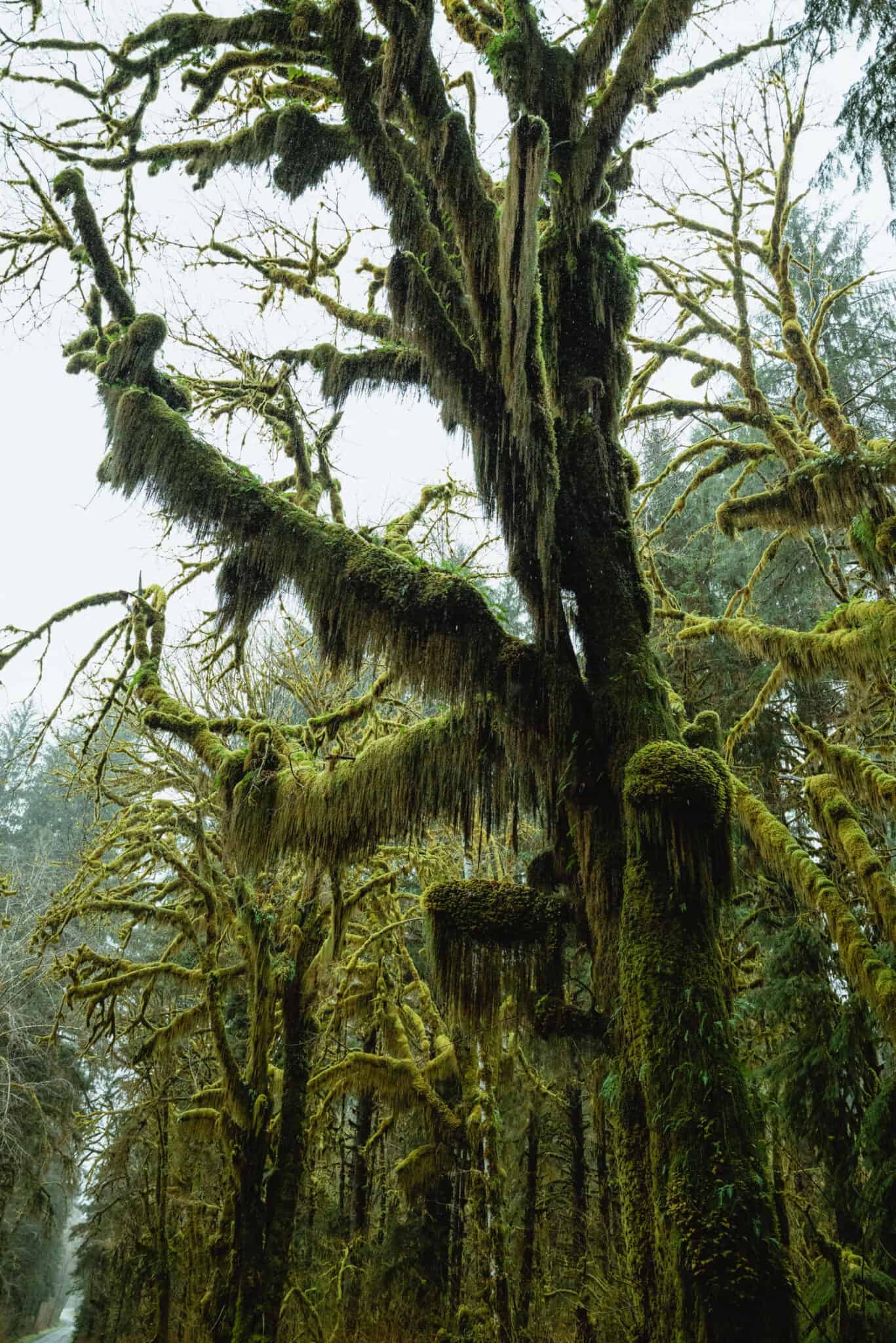 34 Impressive and Fun Facts About Washington State - The Mandagies