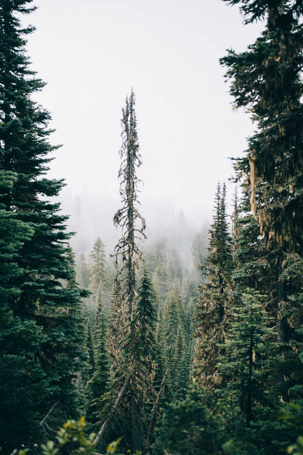 The 16 Most Haunted Places In Washington State - The Mandagies