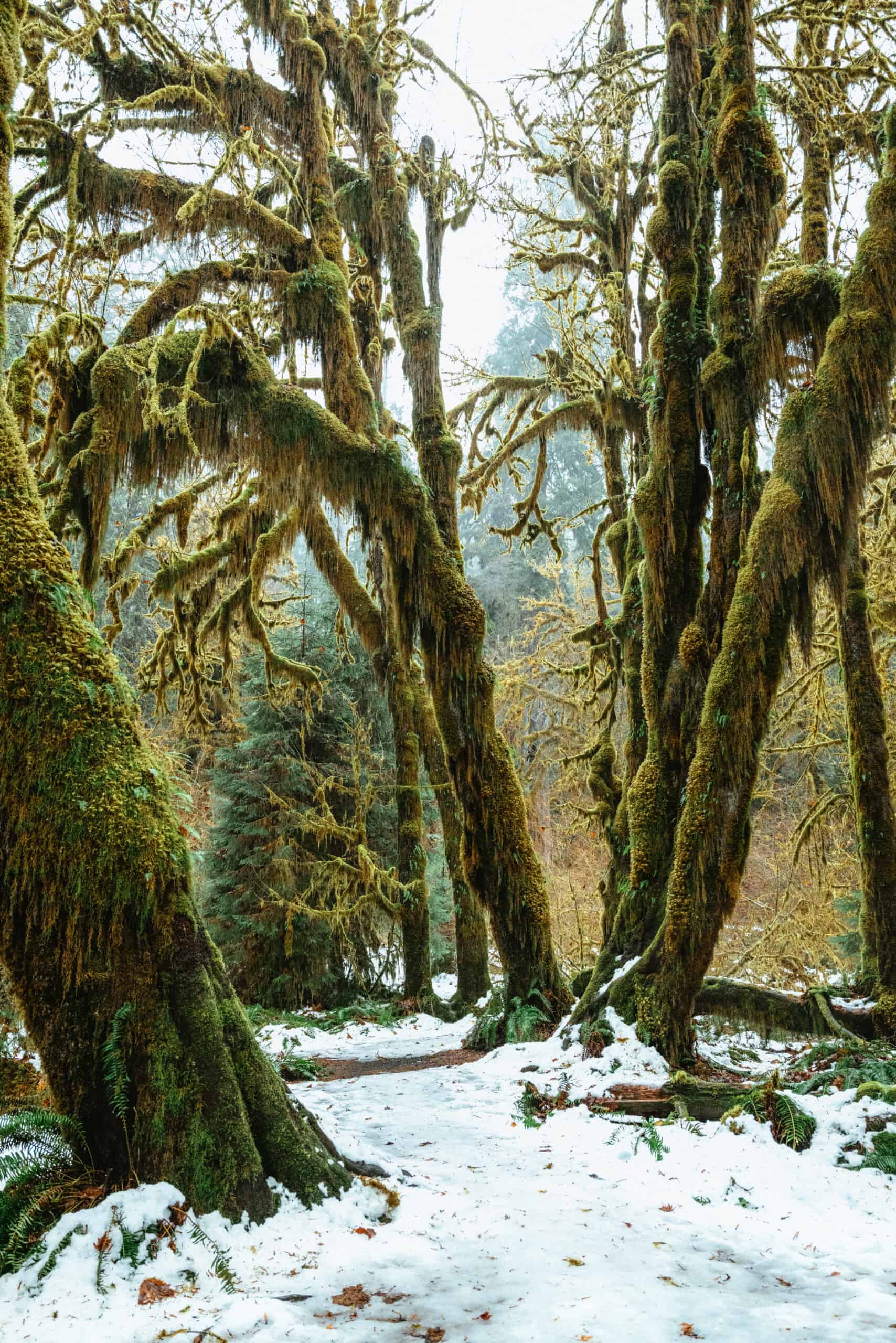 How to Visit The Hoh Rainforest In Olympic National Park - The Mandagies