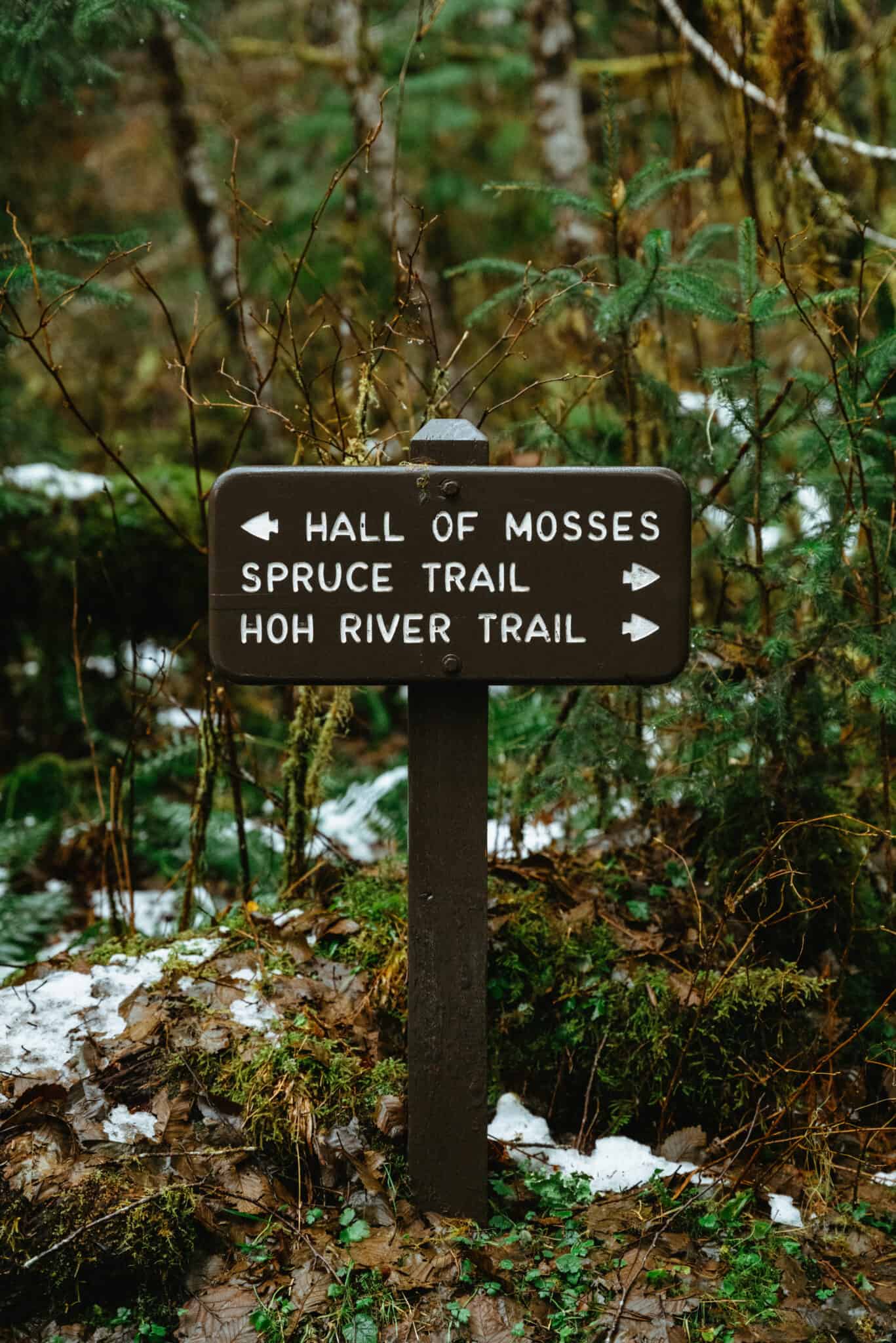 How to Visit The Hoh Rainforest In Olympic National Park - The Mandagies