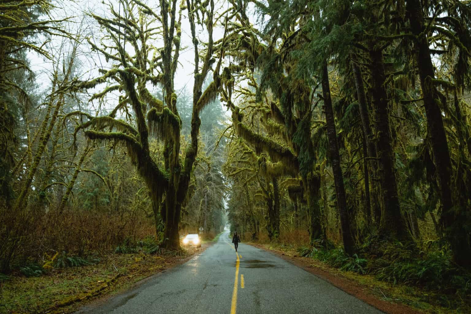 How to Visit The Hoh Rainforest In Olympic National Park - The Mandagies