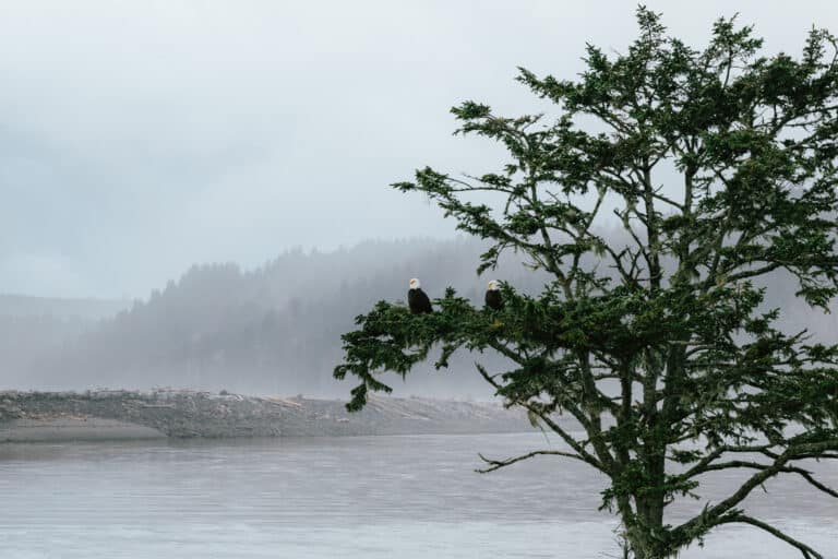 How to Visit The Hoh Rainforest In Olympic National Park - The Mandagies