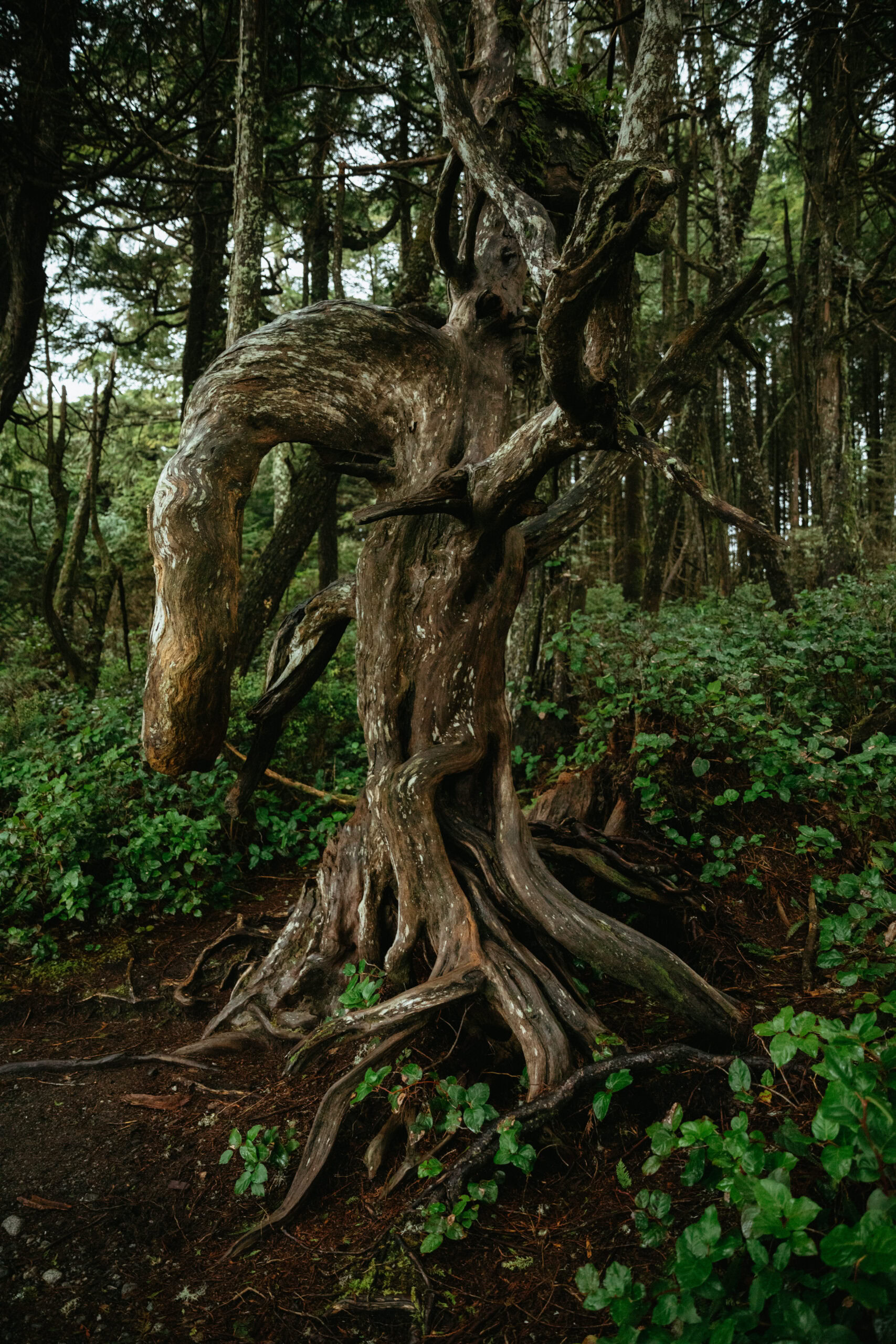 Hike The Wild Pacific Trail In Ucluelet, Canada - The Mandagies
