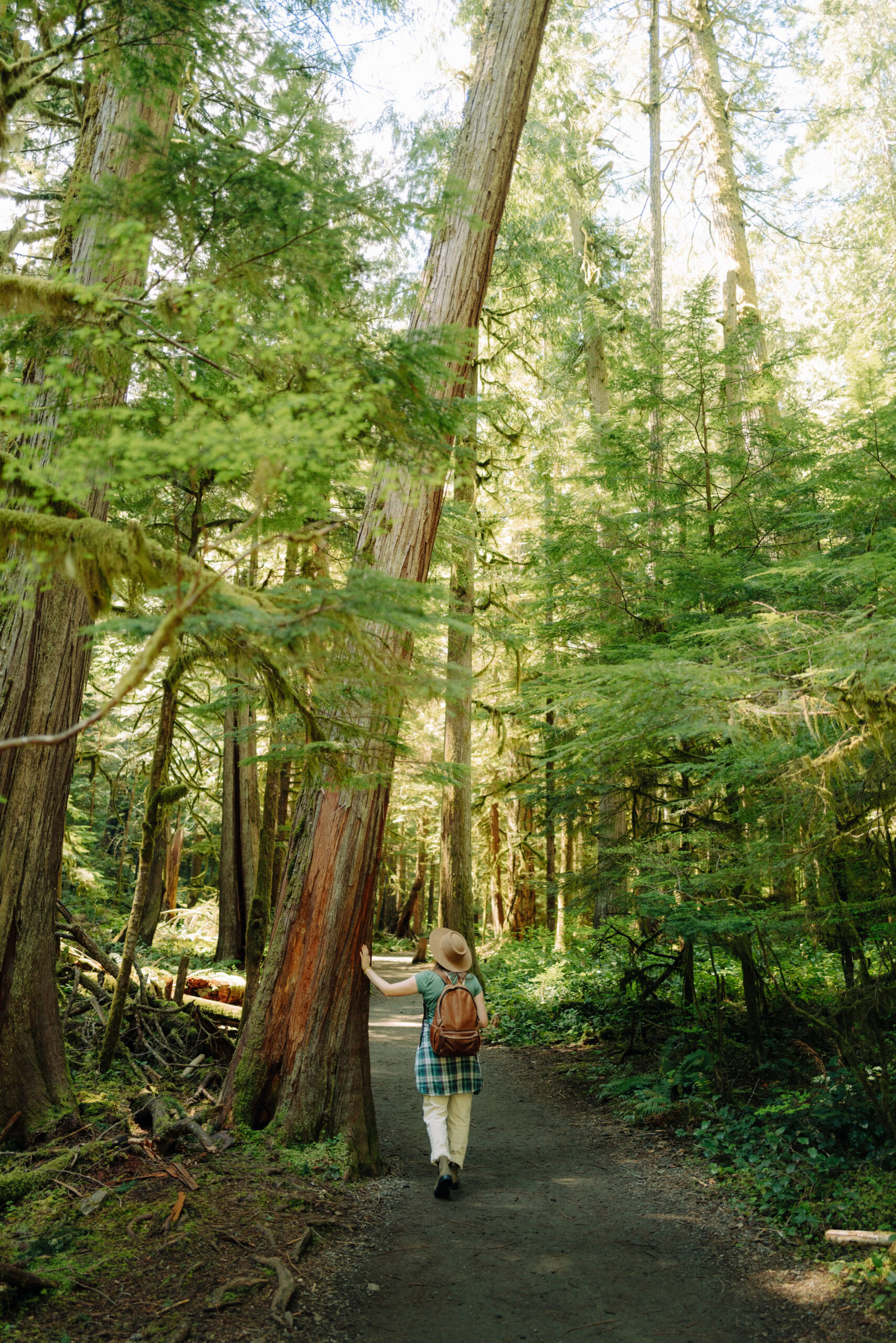 Hike Marymere Falls Trail in Olympic National Park - The Mandagies