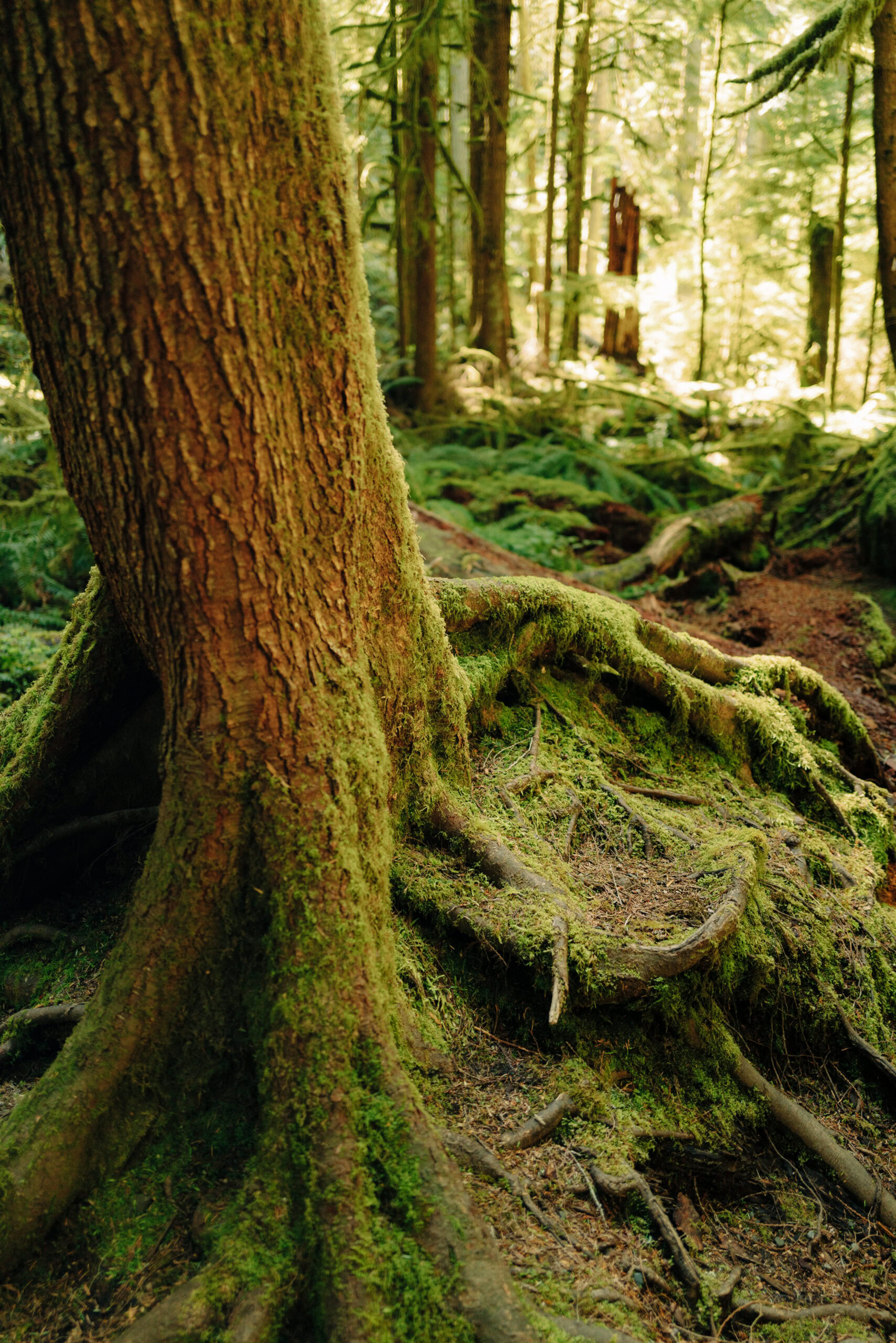 Hike Marymere Falls Trail in Olympic National Park - The Mandagies