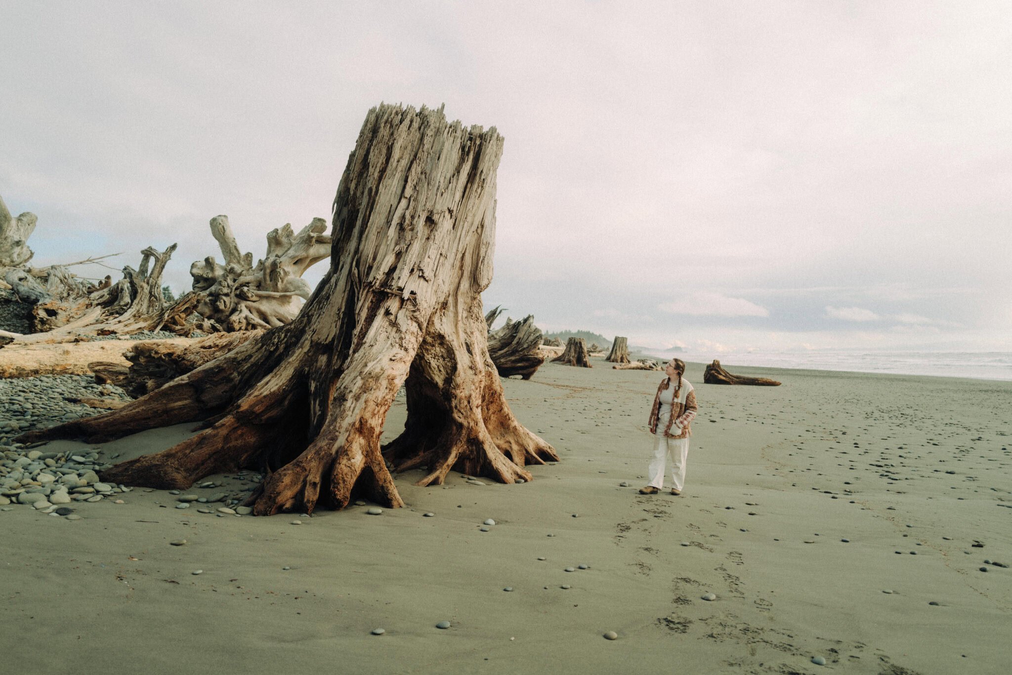 How To Get To The Kalaloch Tree of Life (24 Magical Hours at Kalaloch ...